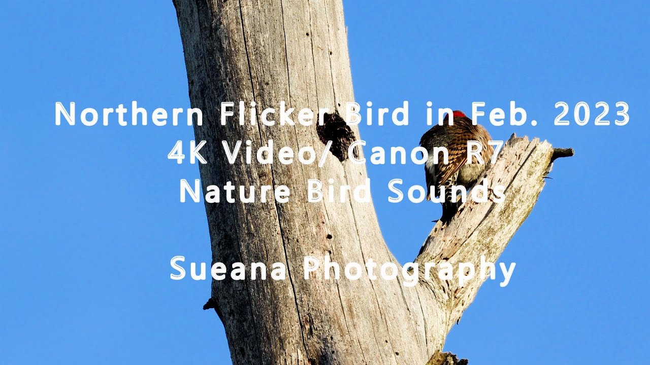Northern Flicker Bird/Feb.2023-4K Video/Canon R7-Nature Bird Sounds ...