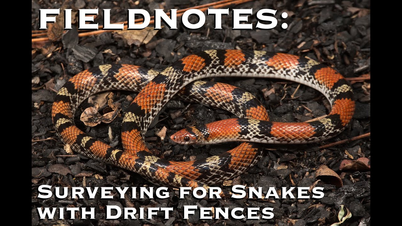 Fieldnotes: Surveying for Snakes With Drift Fences - YouTube