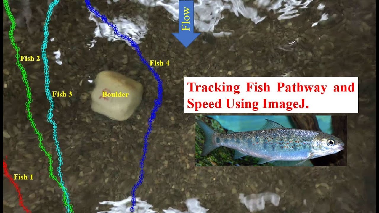 ImageJ: Manual Tracking (Finding Speed of Moving Objects) & MTrackJ (Tracking Pathway) - YouTube