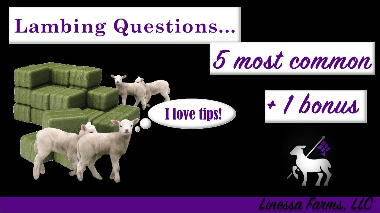 Lambing time! Top 5 questions and answers! Feed, birthing, injections ...