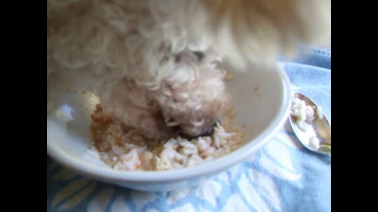 A 20 year old toy poodle has a good appetite - YouTube