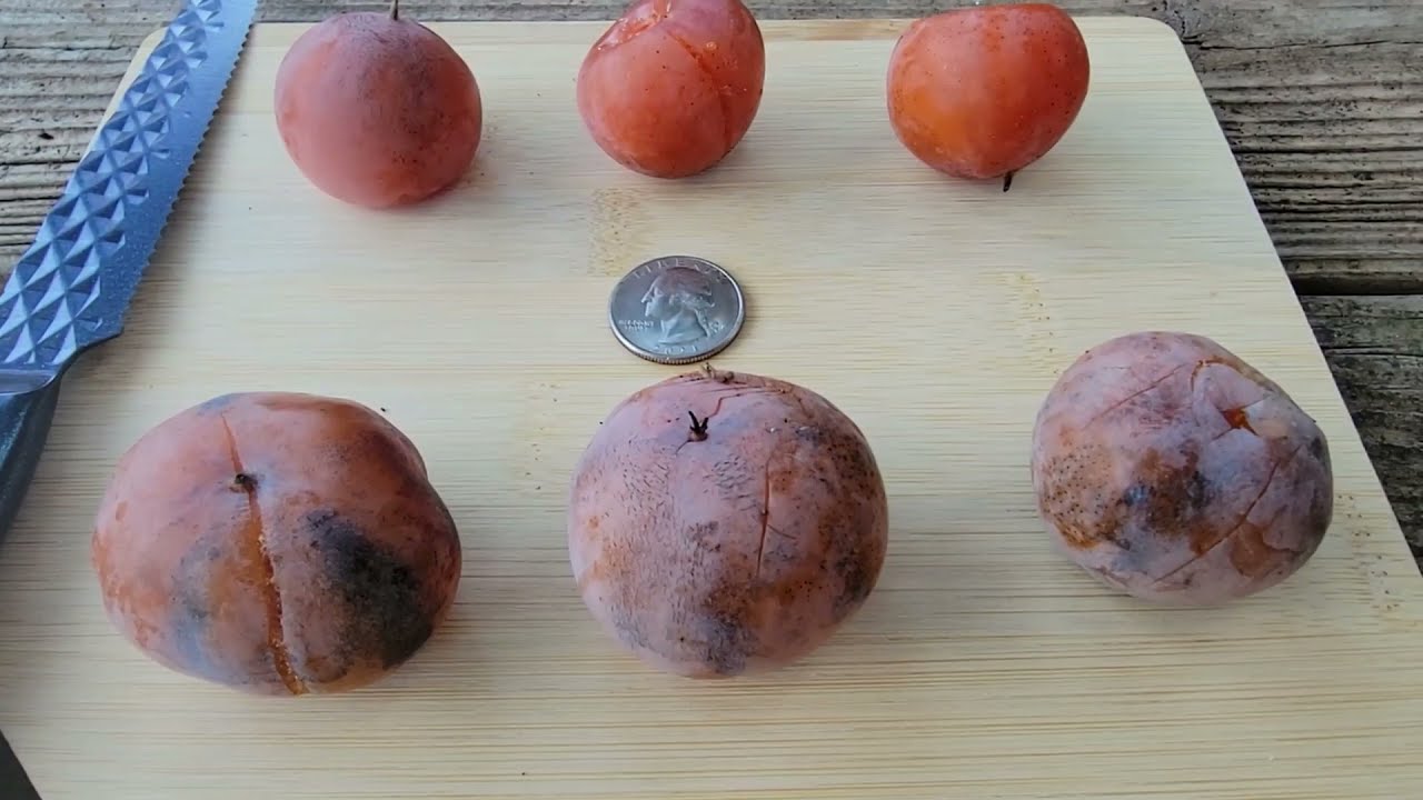 Persimmon Review and History Meader and Osage American Persimmons - YouTube
