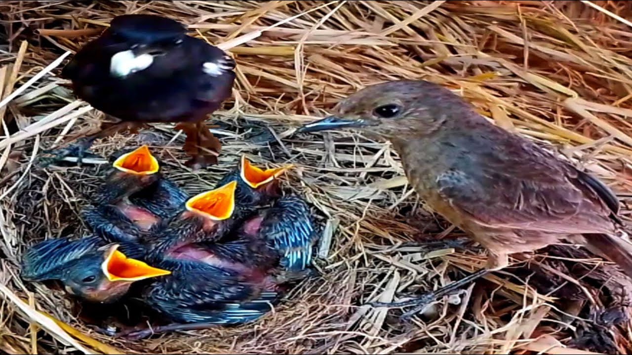Sooty chat trying birds Watch the 4 children cry for food - YouTube