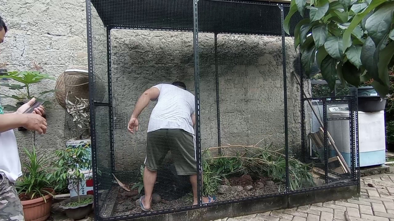 AVIARY SET UP. PINDAH KANDANG AVIARY. MINI AVIARY. AVIARY MINI. #015 ...