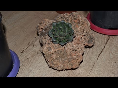 SUKULENT ve kaktüs  çeşitleri yenilendi (ARKADAŞLAR LÜTFEN ABONE OLUN BUNA İHTİYACIMIZ VAR )