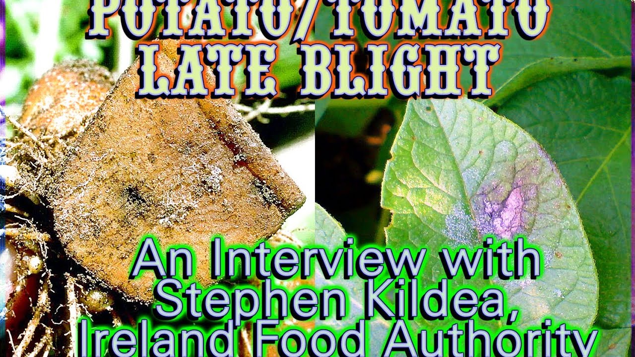 Potato/Tomato Late Blight, Responsible For Great Irish Famine, Still ...