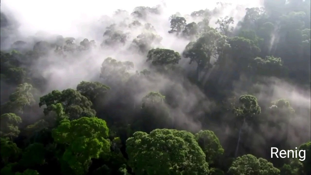 Garden of Eden - Renig - YouTube