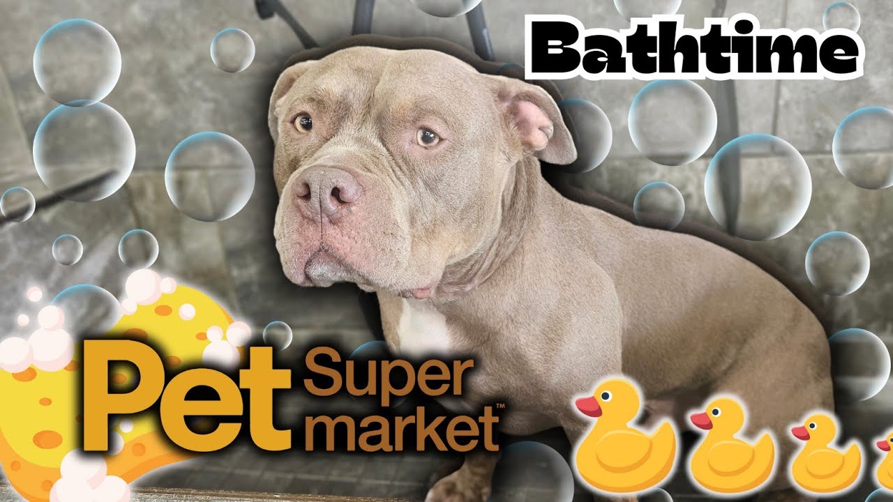 Lets Shop And Give Nova A Bath! 🛍🧼🫧🐾🐕 - YouTube