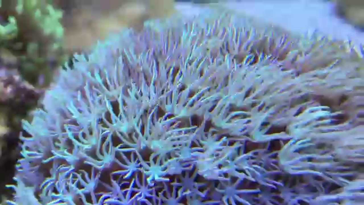 Tubipora Musica - YouTube
