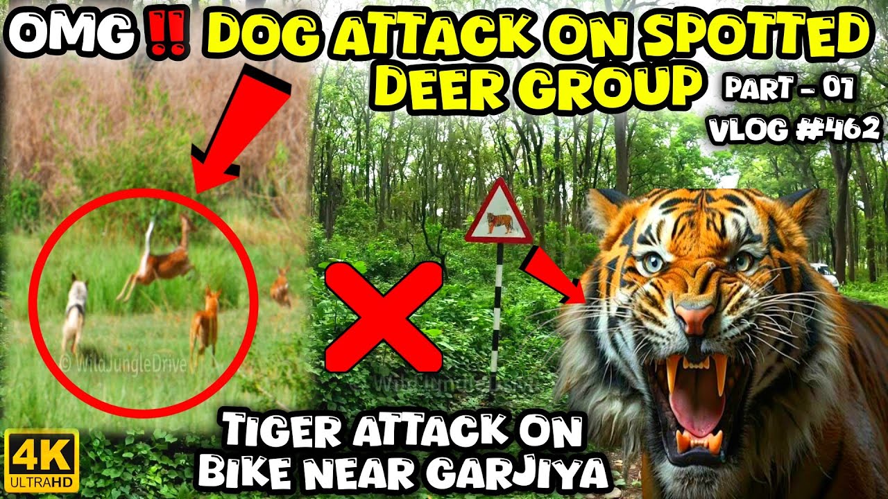 DOG ATTACK ON SPOTTED DEER GROUP | TIGER ATTACK ON BIKE | WILD BOAR ...