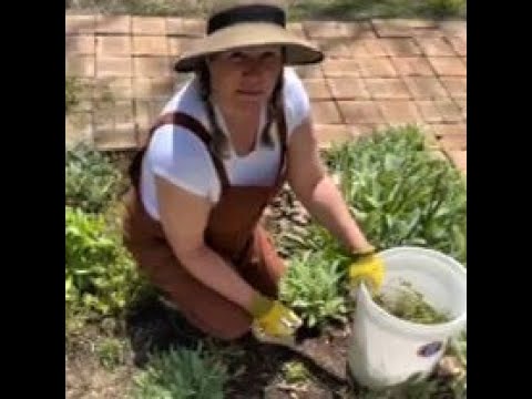 Flower Bed Clean Up From Start to Finish: Pulling Weeds and Pruning ...