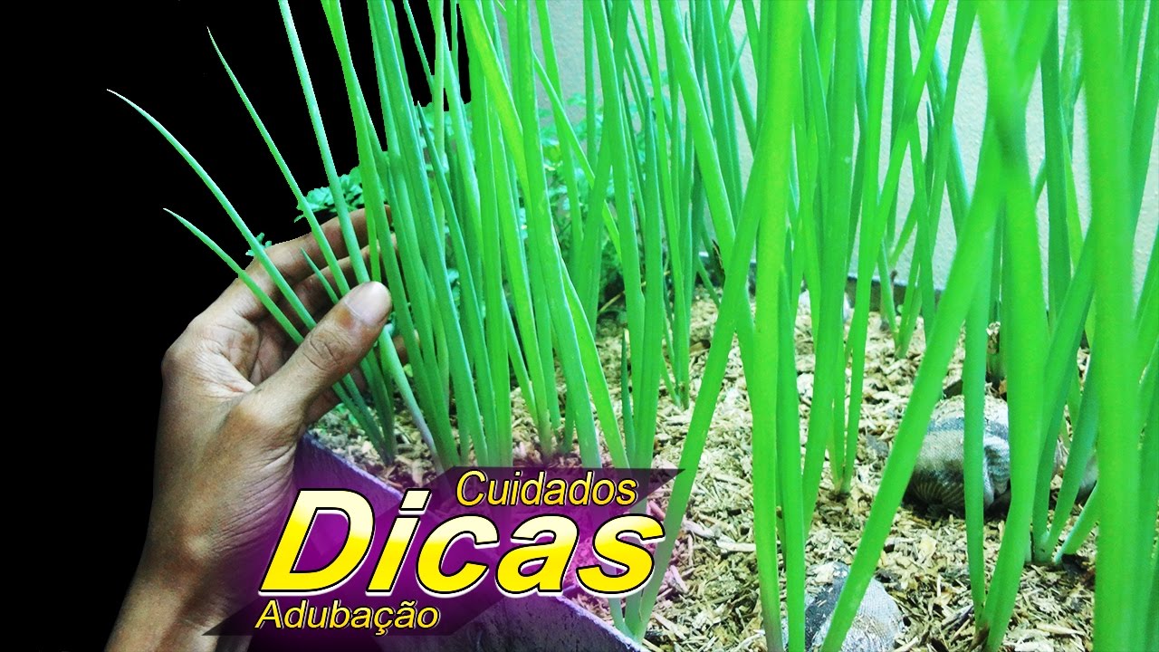 Como Cultivar Cebolinha |DICAS, CUIDADOS, ADUBAÇÃO| - YouTube
