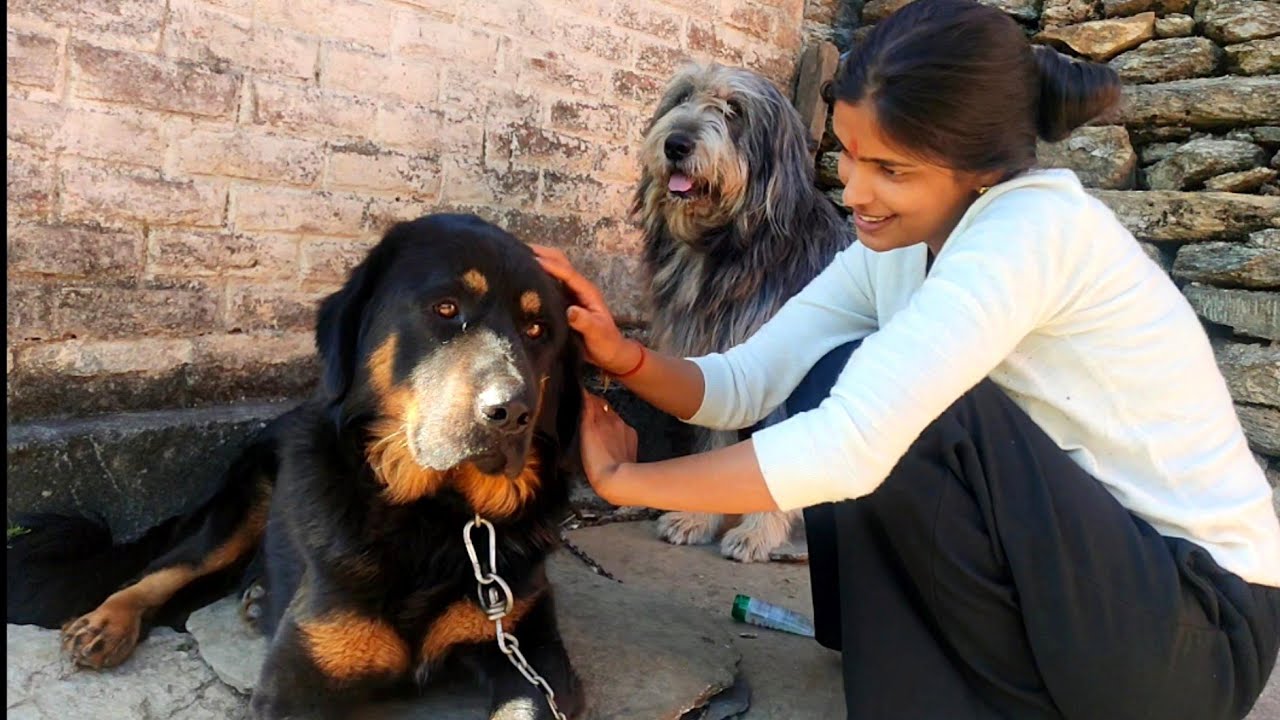 हर किसी की पसंद बाण गद्दी और शीप डॉग | #GaddiDog vs Bàan Gaddi Dog ...