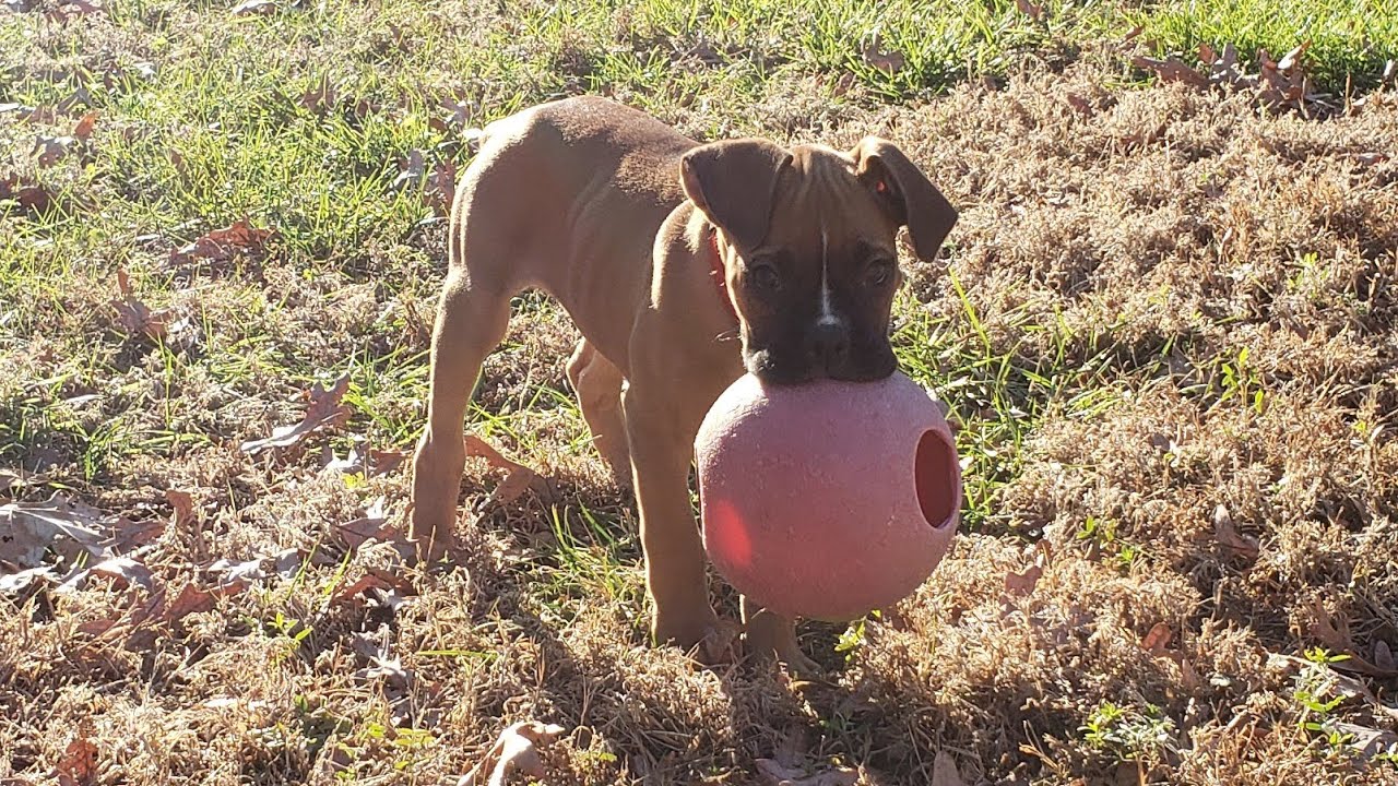 Boxer puppy Gizmo changes his mind about the dangerous object - YouTube