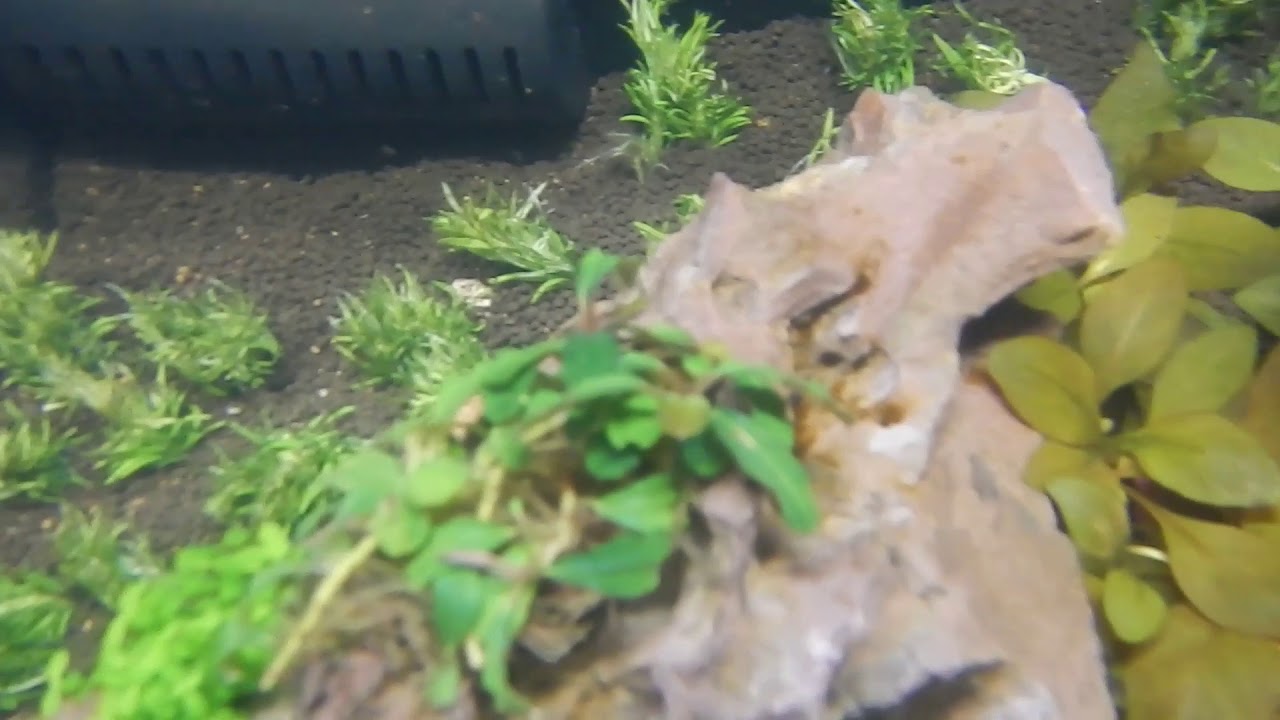Fluval Flex 9G "High Tech" - YouTube