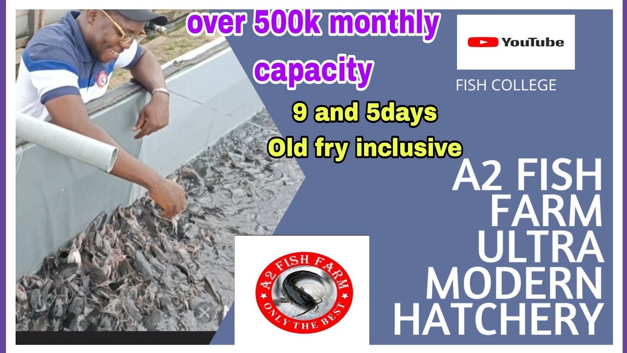 FISH COLLEGE with A2 FISH FARM ULTRA MODERN HATCHERY 9 and 5days Old ...