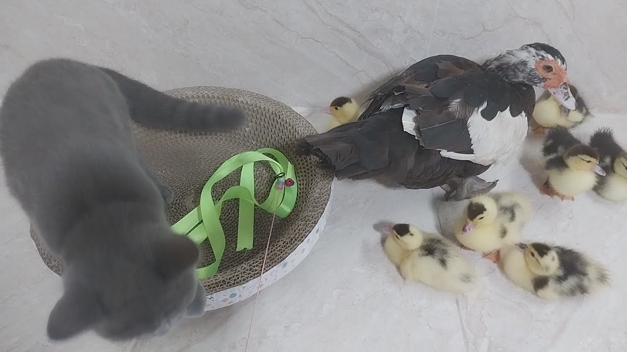 Funniest Animals😹The cat was bothered by the chicken🐶🌸#1 - YouTube