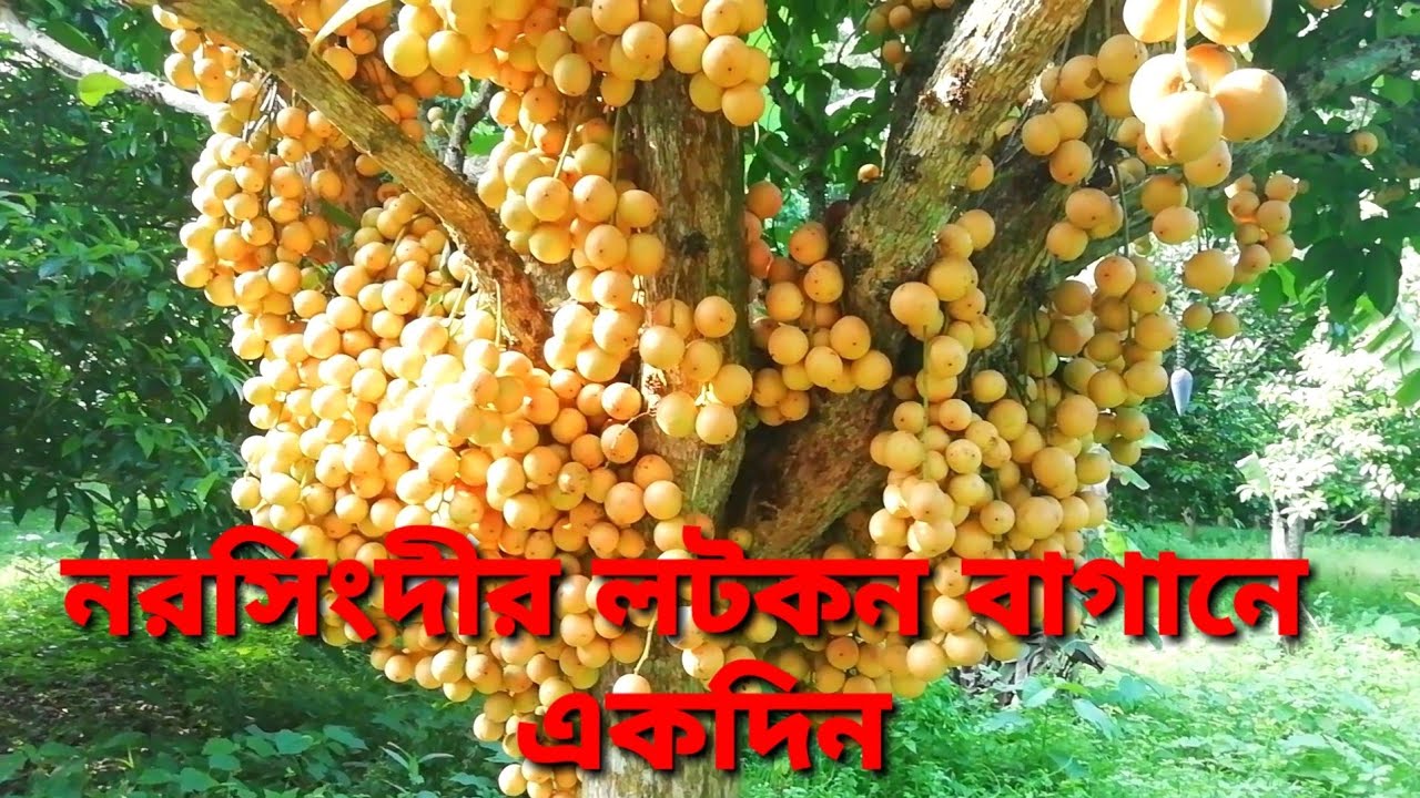 Lotkon Fruits garden at Narsingdi || Lotkon Tree ||longan fruit - YouTube