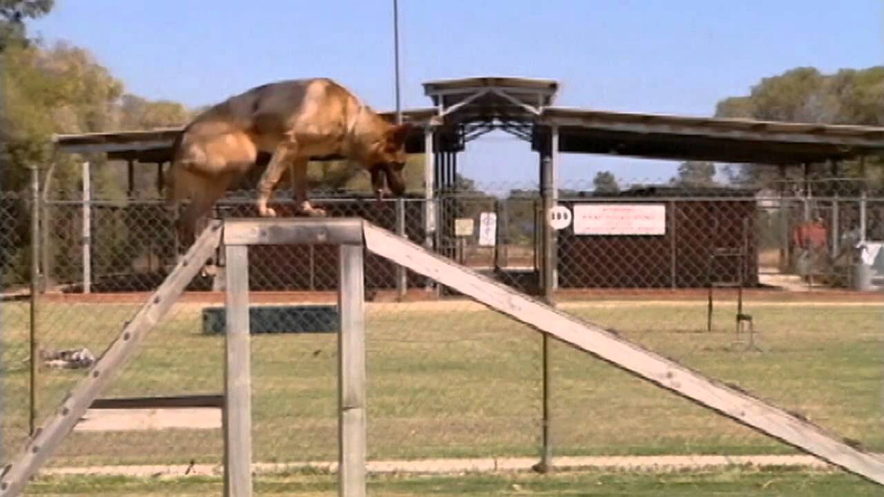 Security Dog Handler - Try it for 5 - YouTube