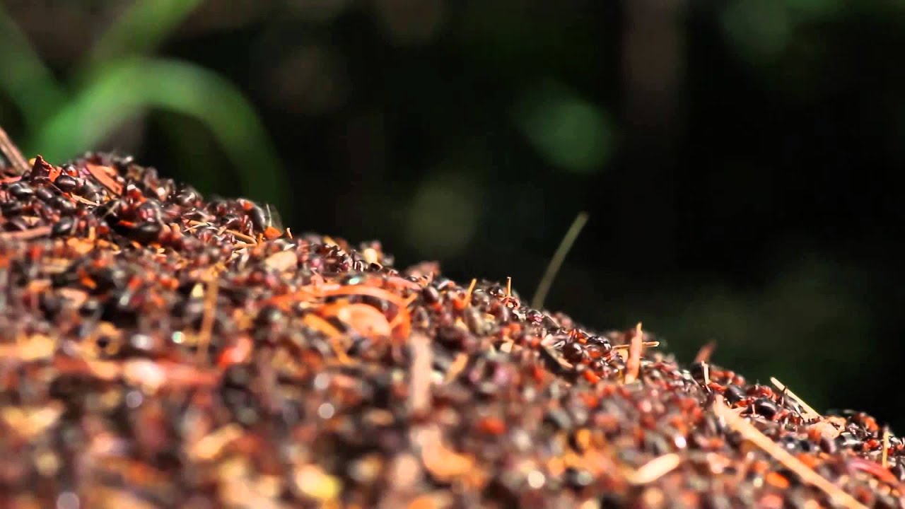 Formica rufa - "Invaders must die!" (defensive behavior in slow motion ...