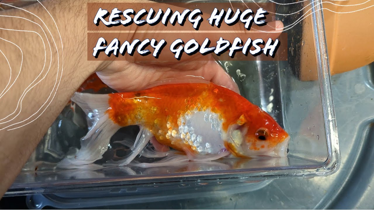 MASSSIVE FANCY GOLDFISH RESCUE Over 10 years old!!!! - YouTube