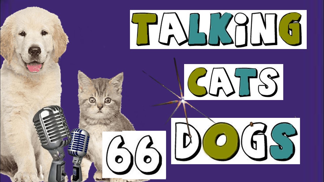 TALKİNG CATS DOGS 66 ( Very Funny Baby Cat Dog Videos ) - YouTube