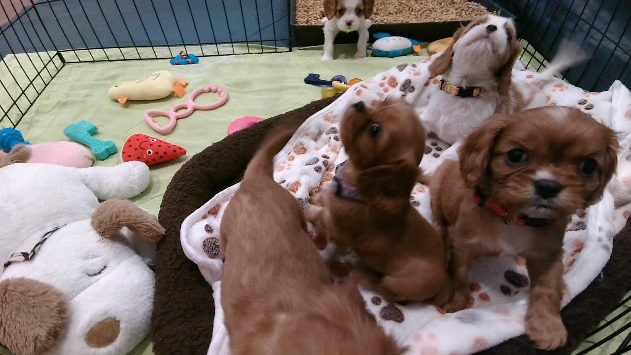 We potty-trained this litter of puppies by six weeks of age! - YouTube