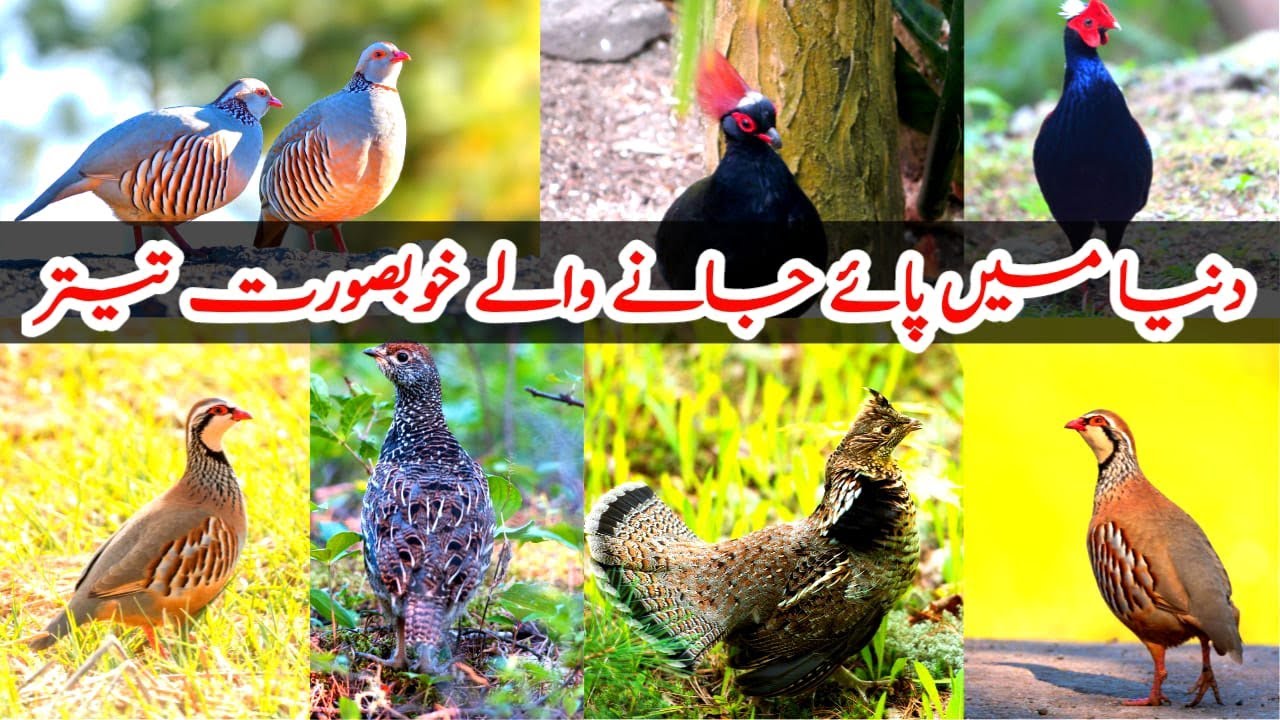 The Most Beautiful Partridge in the World 🐦|| "Rare and Beautiful: The ...