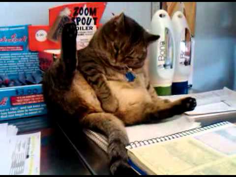 Masterbating cat Dew - YouTube