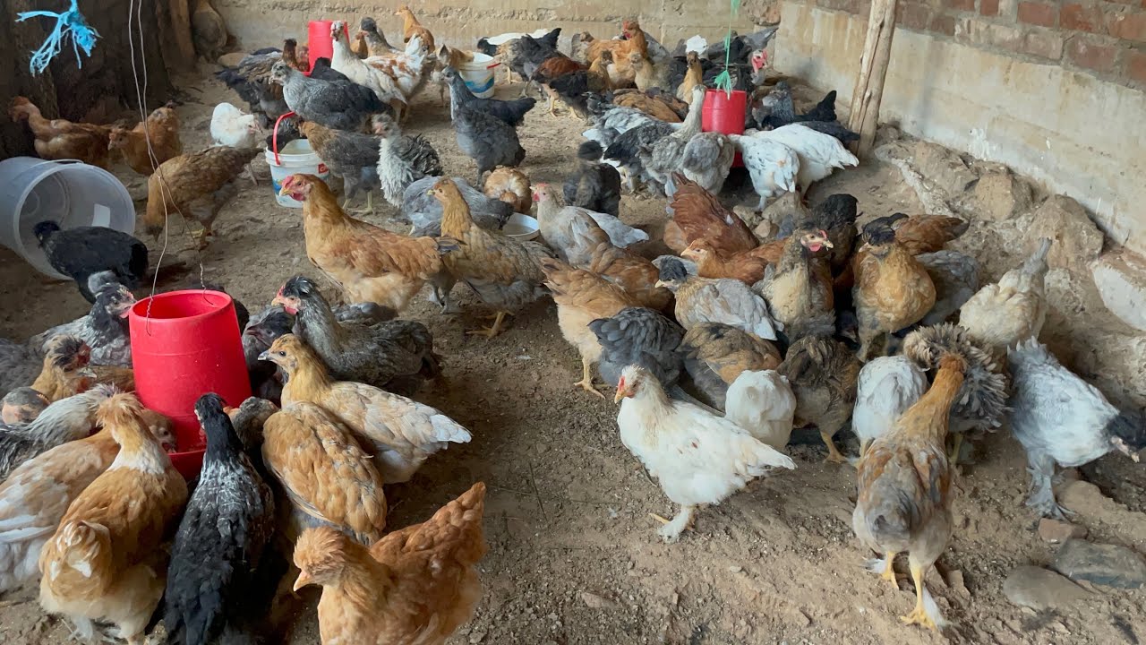 Llegamos a 2 meses criando 150 gallinas como emprendimiento - YouTube