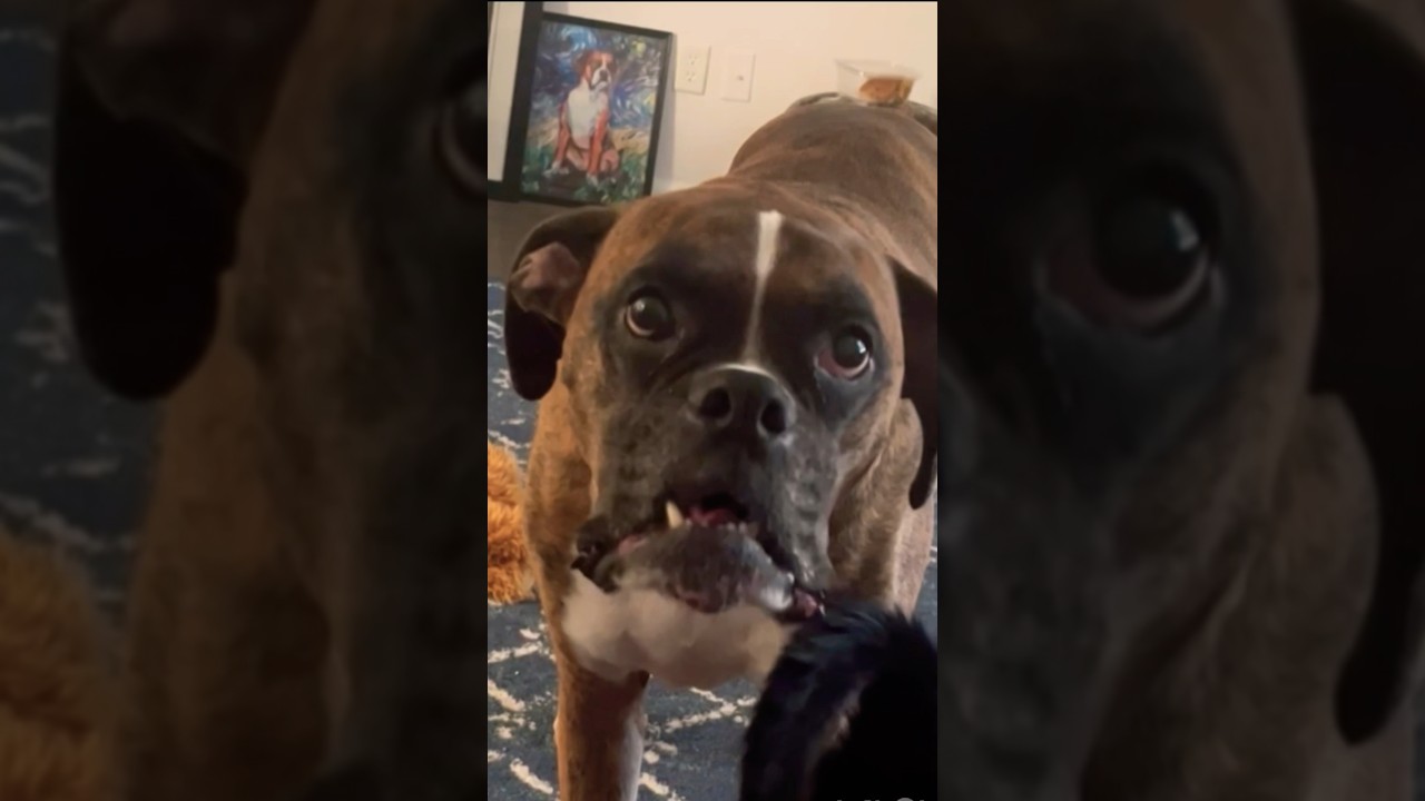 😭She Tried to Console Him😭 #siblings - YouTube