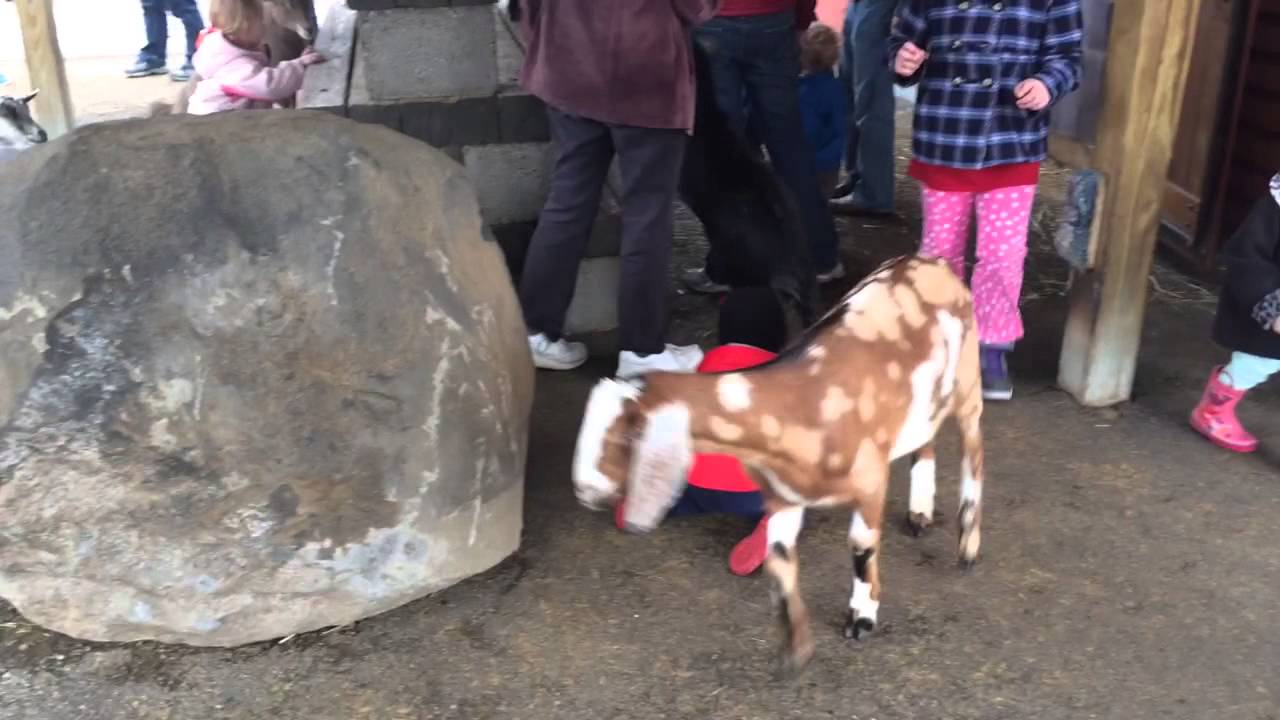 4/19/14 - Trying to Hug a Goat - YouTube