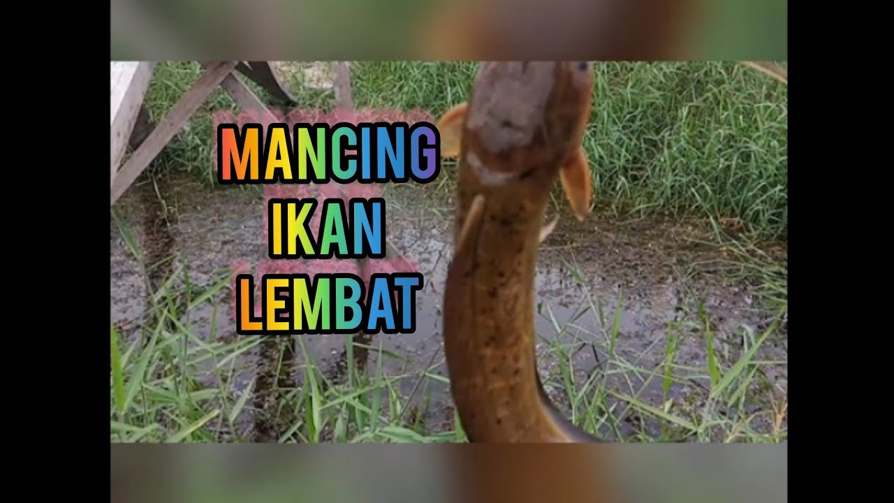 mancing lele lembat - YouTube