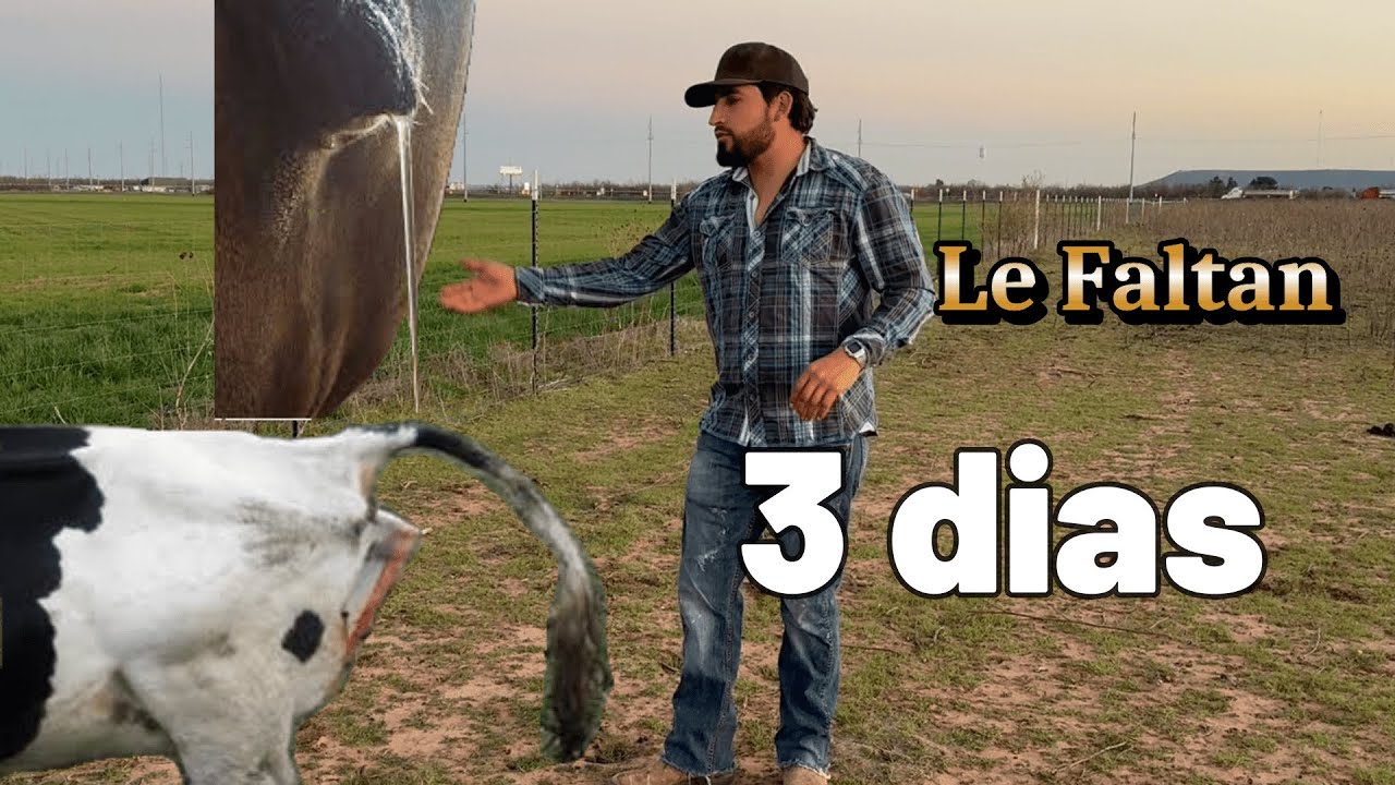 COMO SABER CUANDO VAN A PARIR NUESTRAS VACAS //señales y sintomas mas ...