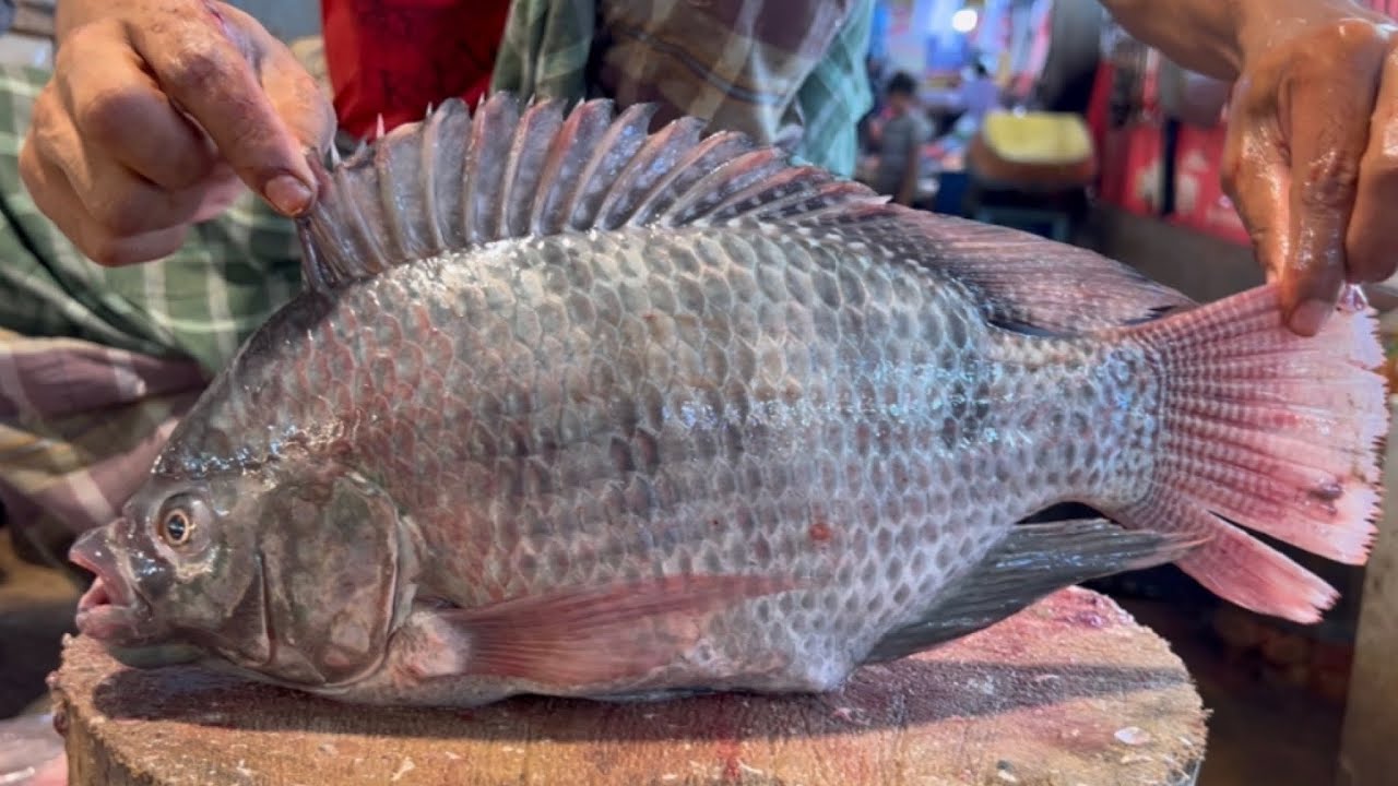 Amazing Cuttings Video | Big Tilapia & Katla Fish Cutting Skills So ...