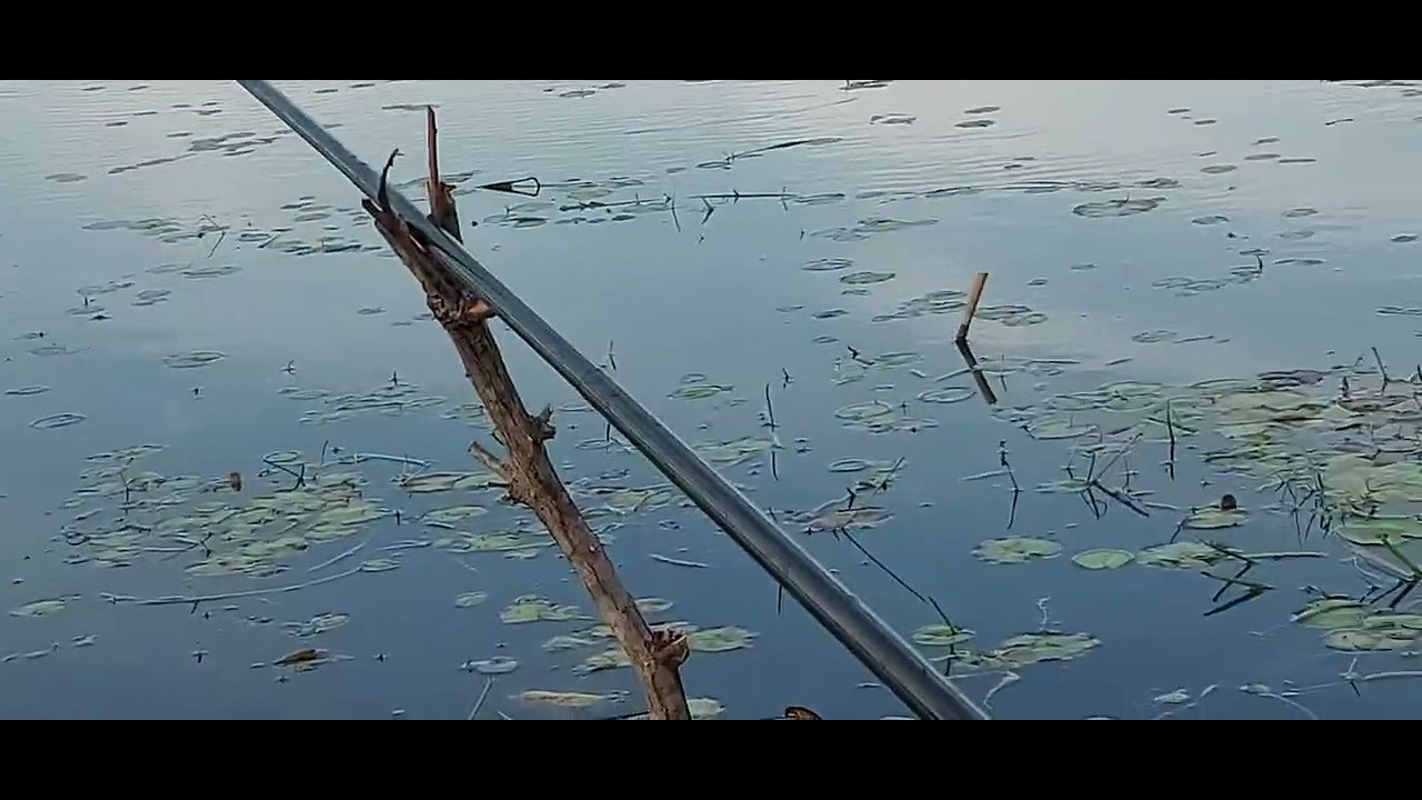 Belajar Mancing Dengan Stik 630 @paul fishing - YouTube