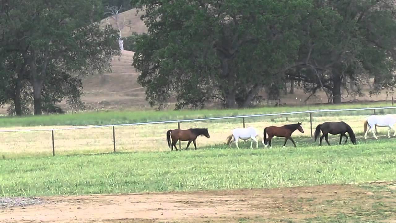 Deer Run Mares & Foals Release by Ellen Holcomb - YouTube