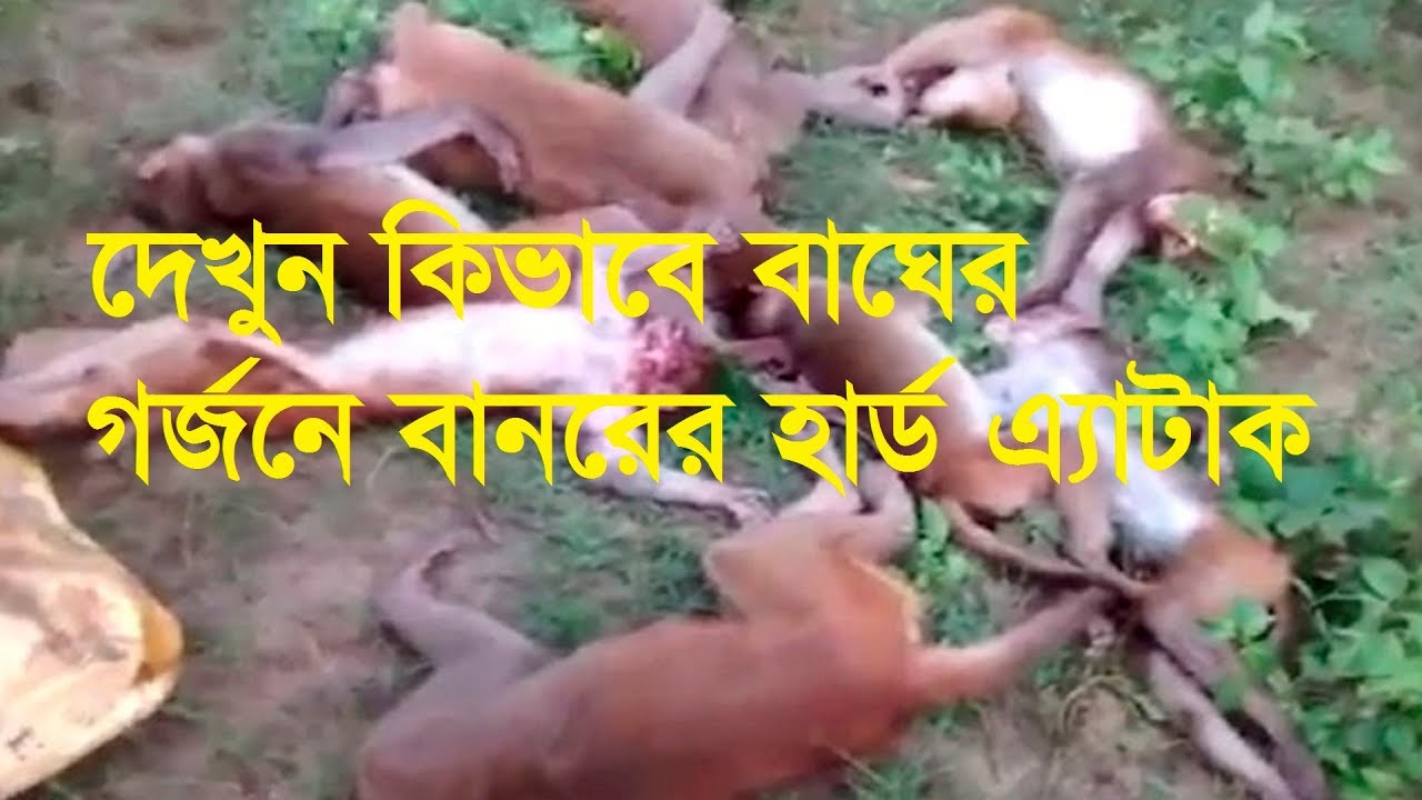 Roar of the Tiger, monkey, heart attack, death of 12 Monkeys together ...