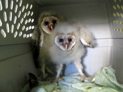 Barn Owl demons - YouTube