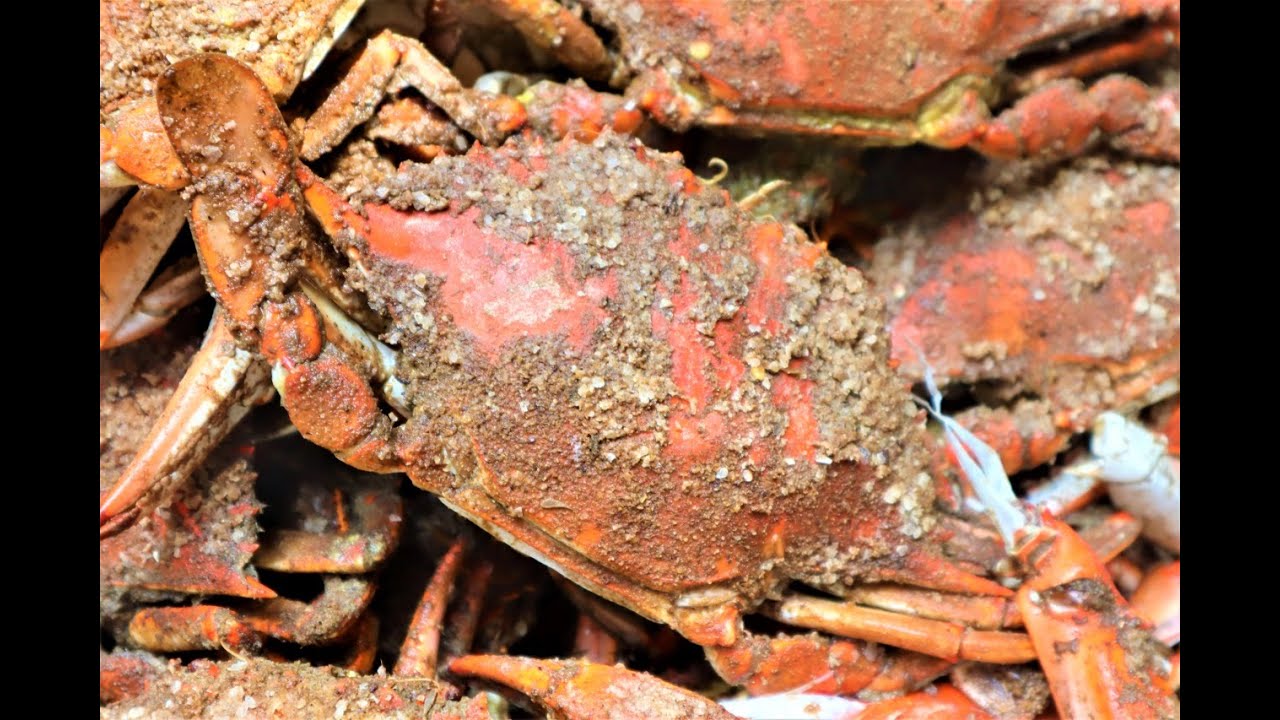 Beer Keg Cooker,Steaming Crabs - YouTube