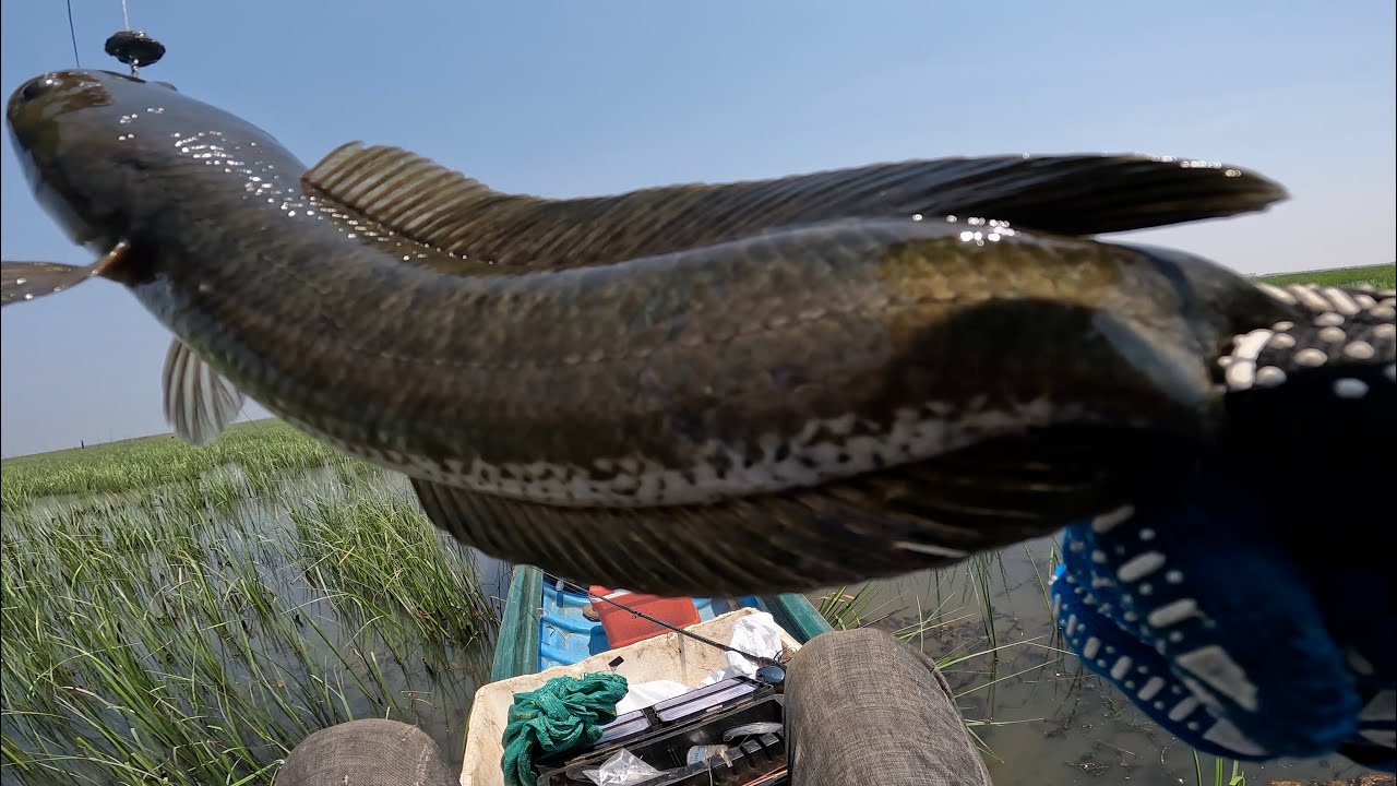 Six Snakehead Fish in Tonle Sap Great Lake of Cambodia - YouTube