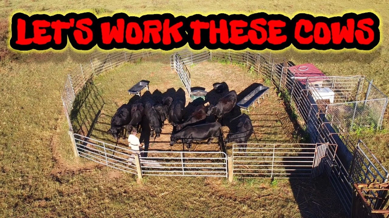 HOUDINI CATTLE! ESCAPE ARTISTS... - YouTube