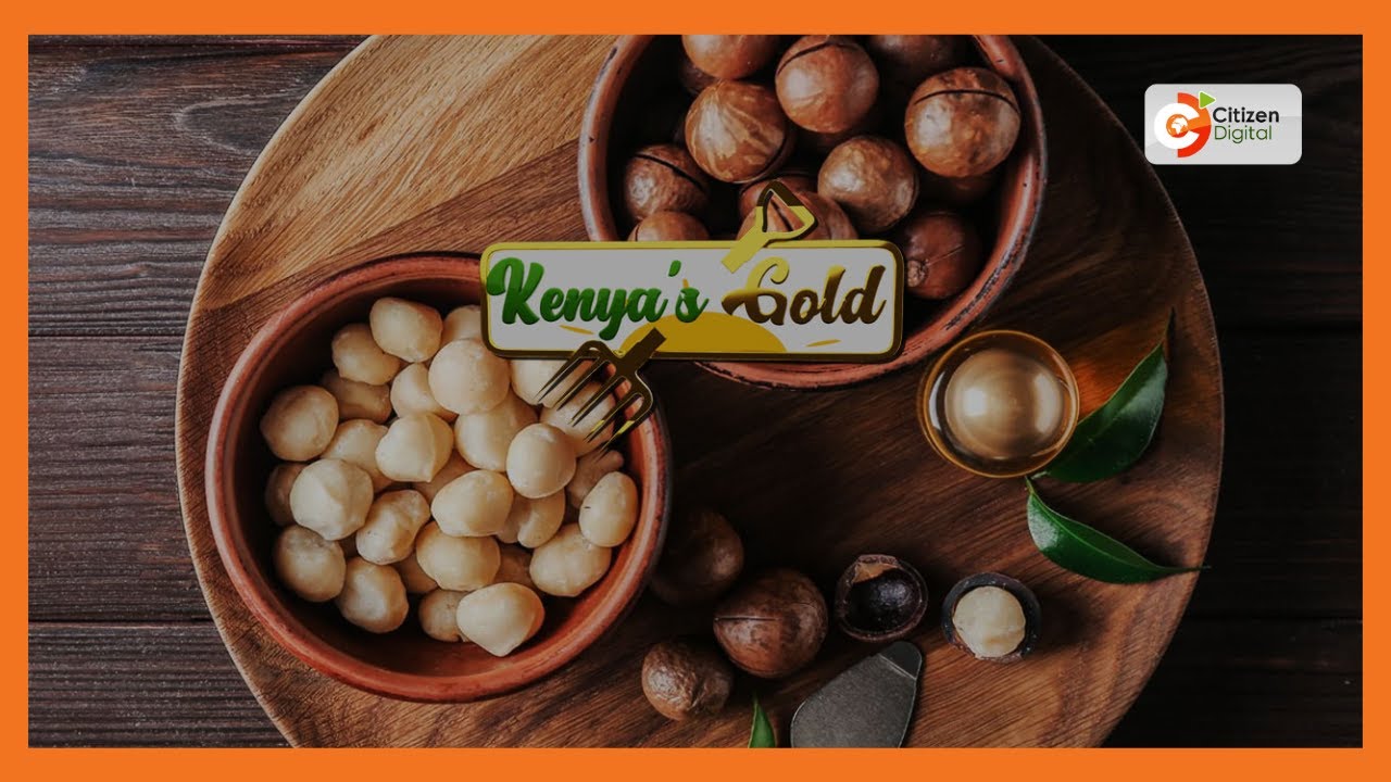 | KENYA'S GOLD | Macadamia Farming in Kenya [Part 3] - YouTube