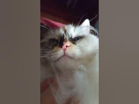 Belly rubs for my sweet ragdoll cat Leda 💜#shorts - YouTube