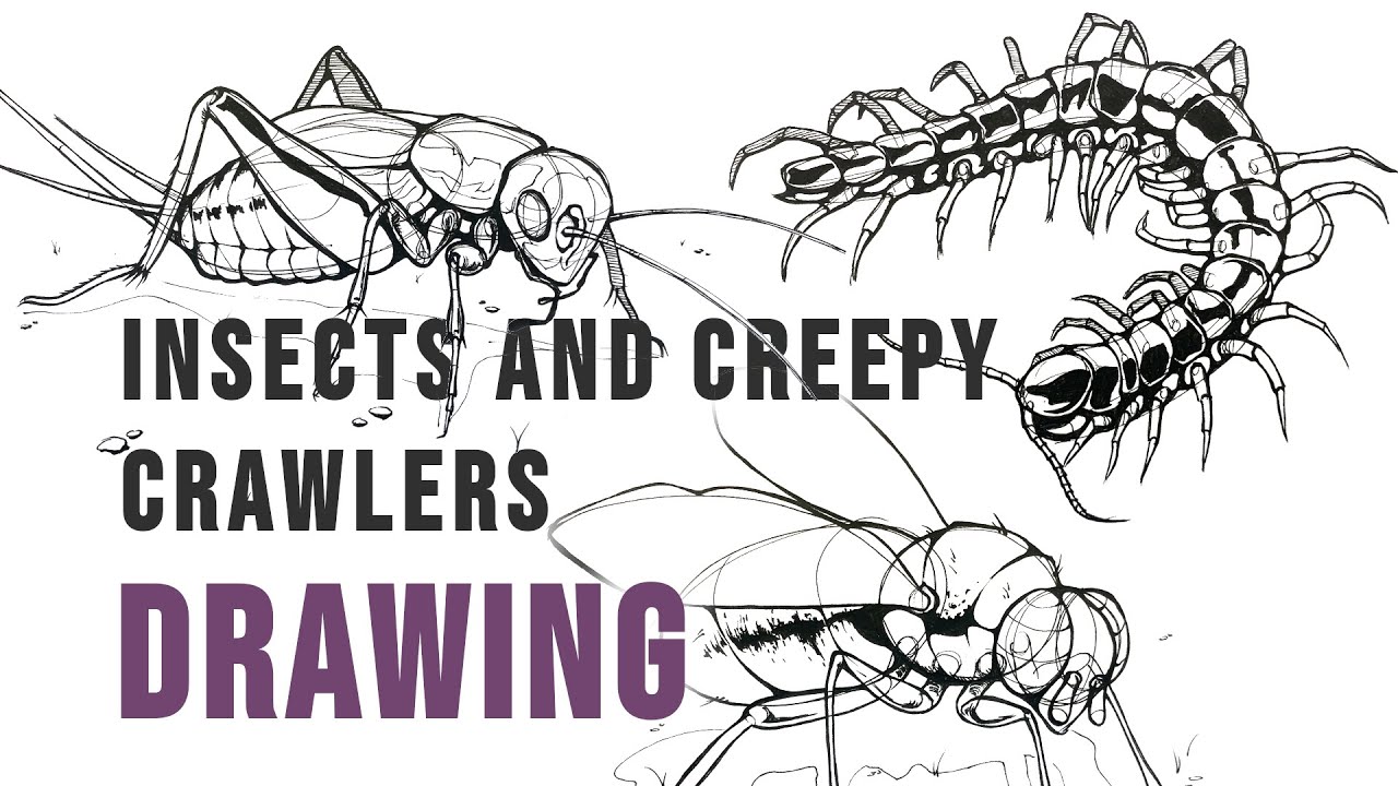 Construction Insects and Creepy Crawlers - Draw a Box Lesson 4 Review ...