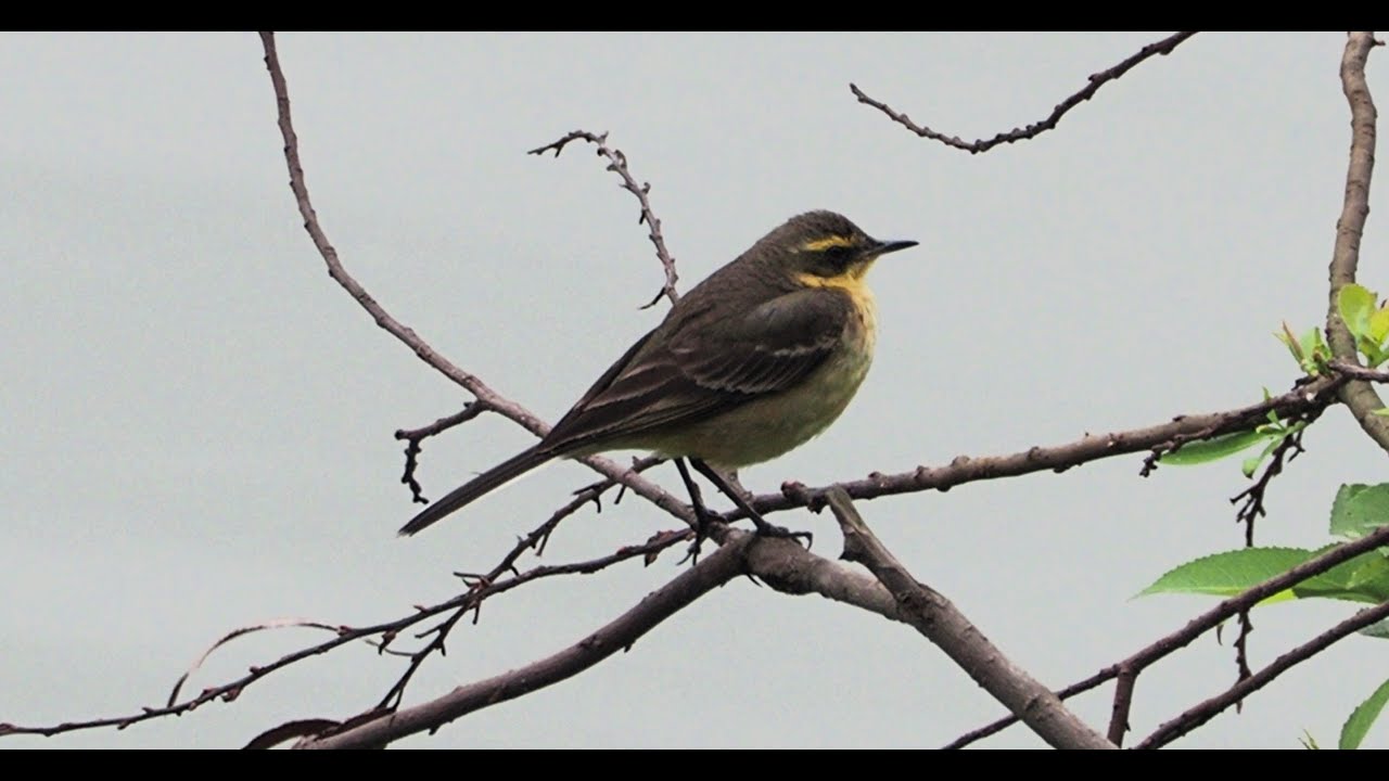 1130303 The eastern yellow wagtail is a winter migrant in Taiwan. - YouTube