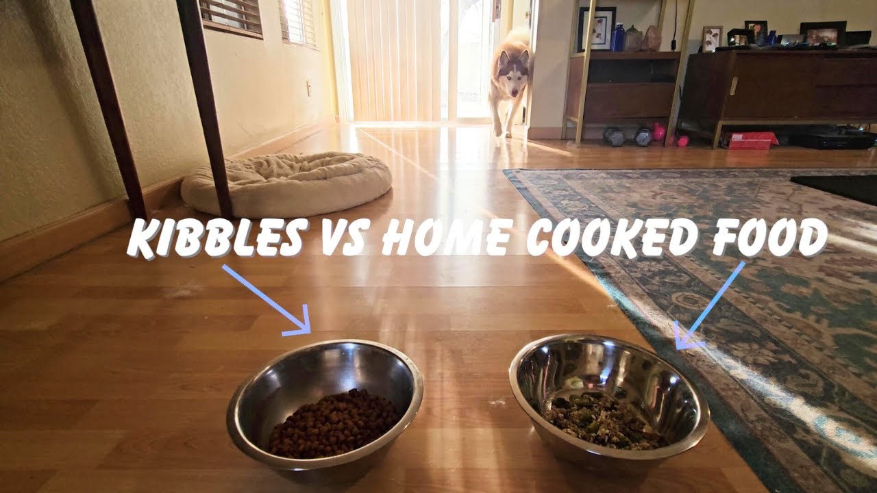 Will he pick KIBBLES or HOME COOKED Food? - YouTube