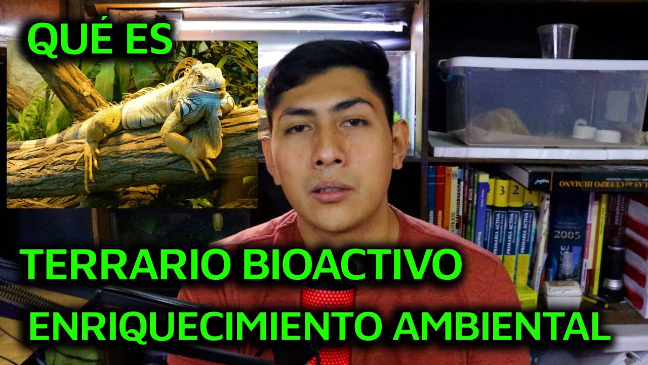 TERRARIO BIOACTIVO Y ENRIQUECIMIENTO AMBIENTAL - YouTube