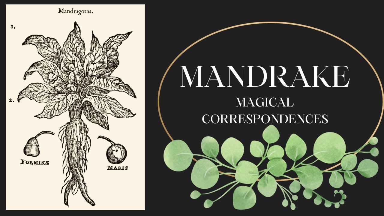 Mandrake Correspondences & Uses In Magical Practice | Mandragora ...