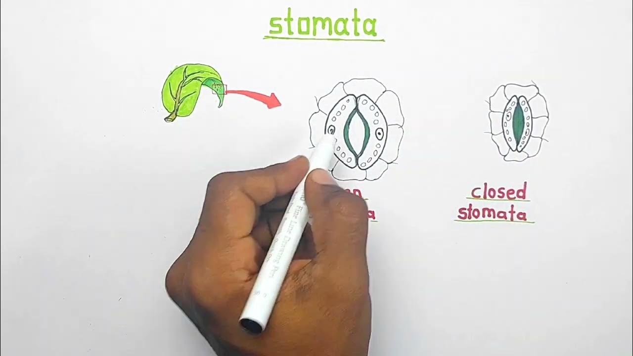 Stomata | opening and closing of stomata | Class 10 biology - YouTube